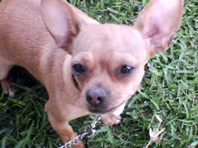 Apaixonados por cães:: Temperamento chiuaua